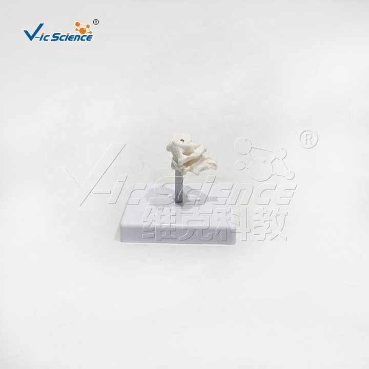 Lumbar Spine Human Skeleton Atlas Axis Model Anatomical Model Bones ...
