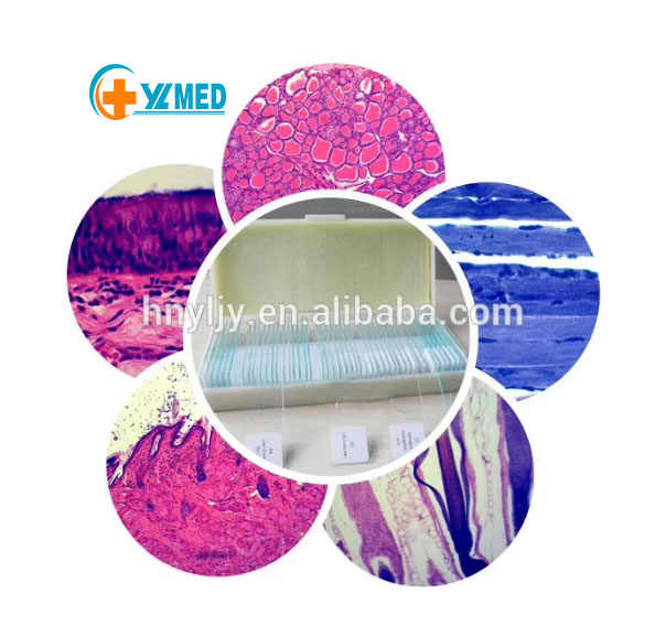 Biology Human Animal Histology Tissue Microscope Slides