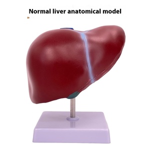 Empower Learning with Cutting-Edge liver gallbladder pancreas anatomy ...
