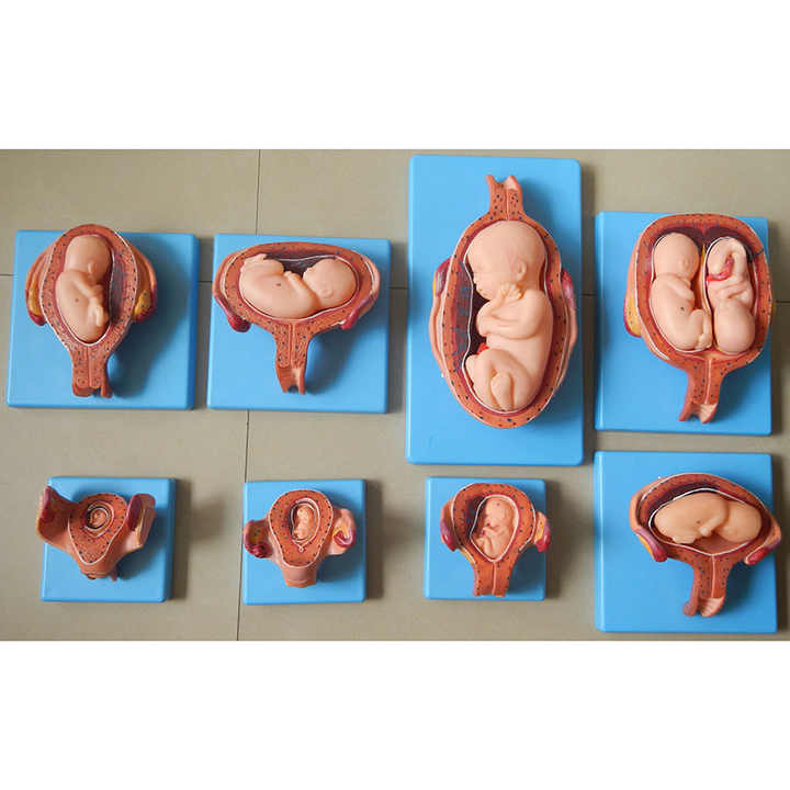 Human Gestation Embryonic Development Anatomical Model