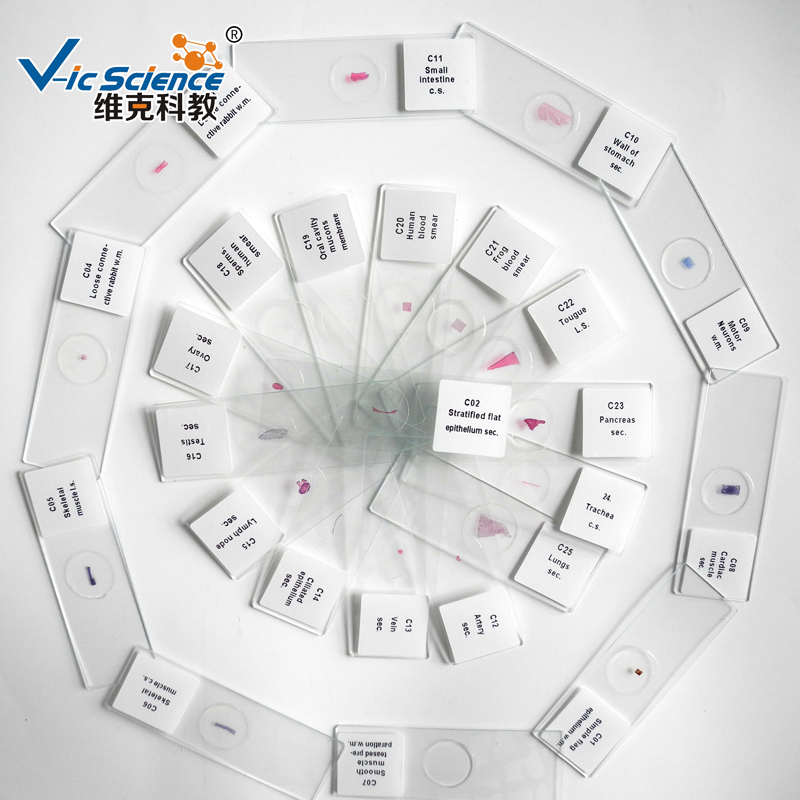 Innovative Solutions with human microscope histology stains prepared ...