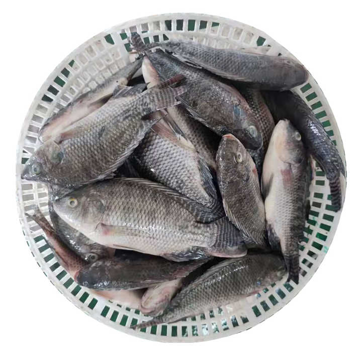 Frozen Tilapia Fish - Custom Packing 10kg per Carton
