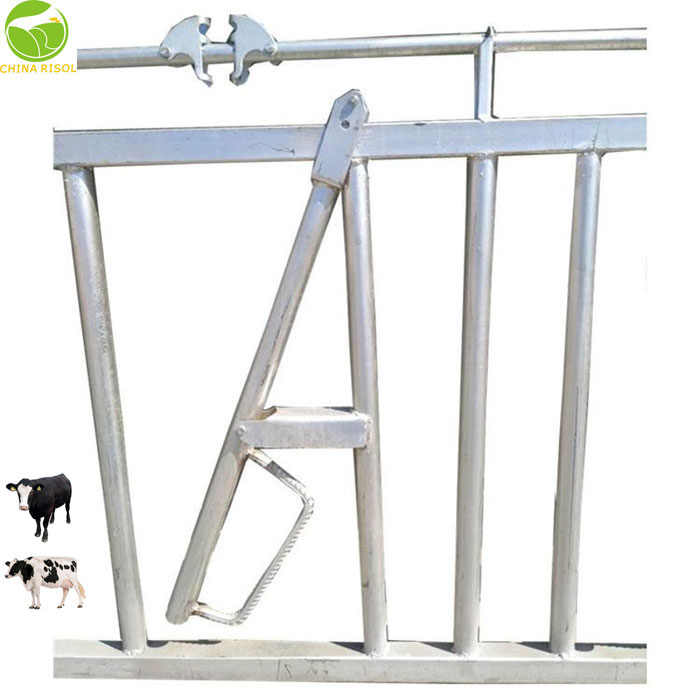 Dairy Farm Management Equipment Custom Size Durable Cow Neck Lock ...