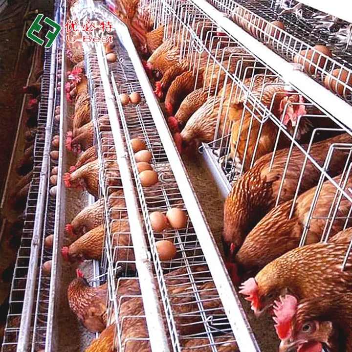 High Quality A/H Type Egg Laying Equipment for Poultry Farm