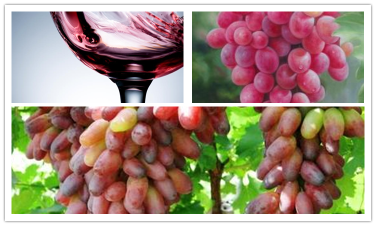 China Red Grape Juice Powder Manufacturers Suppliers Factory - Buy Red ...