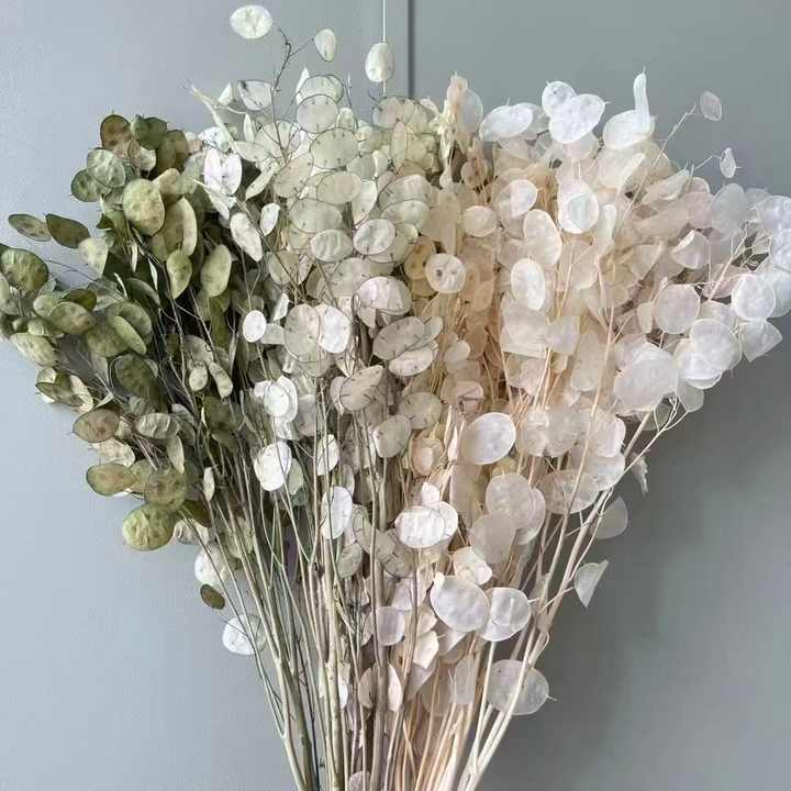 2026 Trending Handmade Preserved Dried Flower Lunaria Annua New Home ...