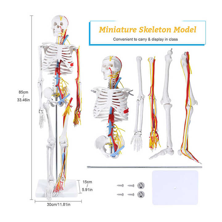 Medical PVC Simulation Human Anatomy Skeleton Model 85cm With Heart And ...