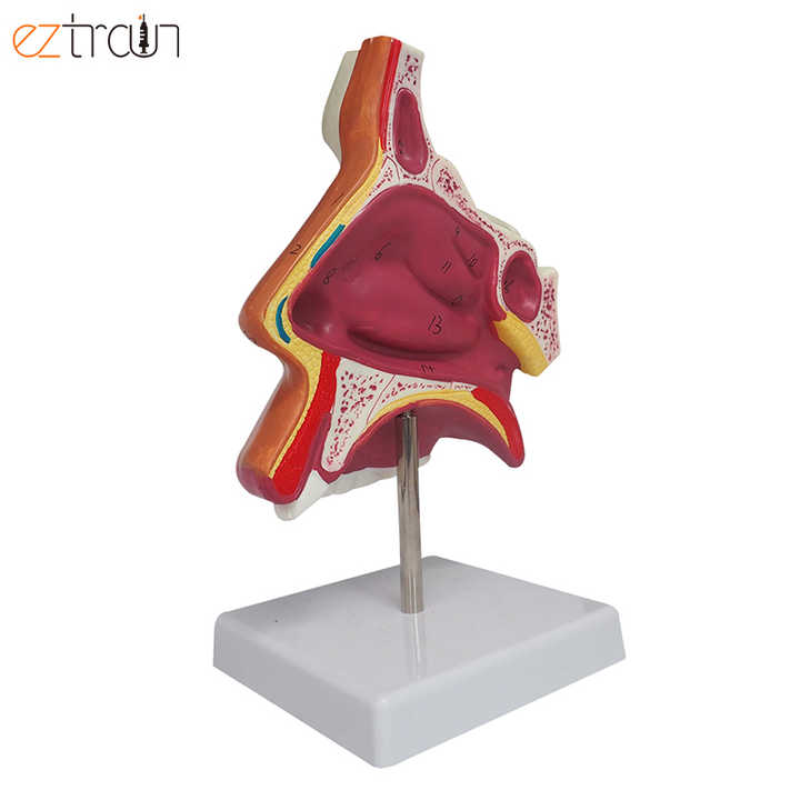 Nasal Cavity Model Nose Anatomical Model Simulation of Human Nasal ...