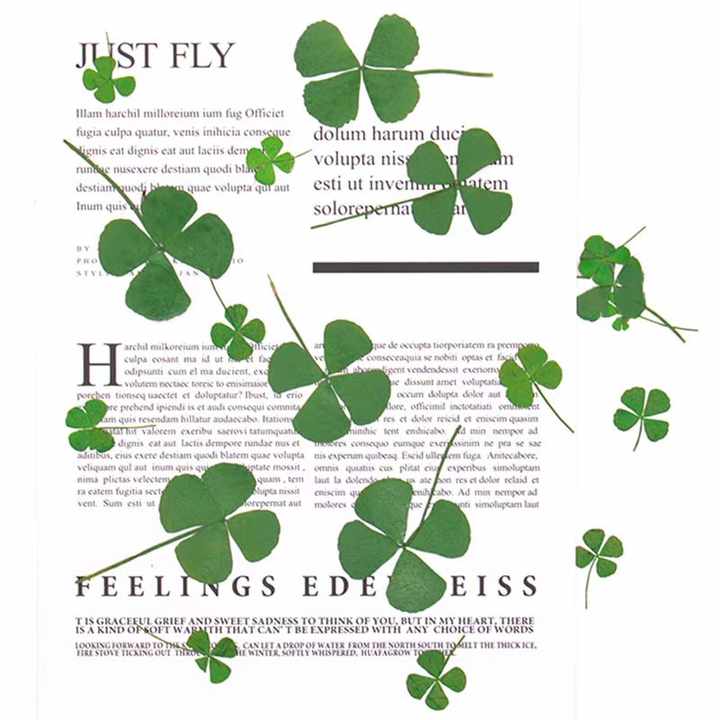 MNR1943 Pressed and Real Dried Four-leaf Clover for DIY Decoration ...