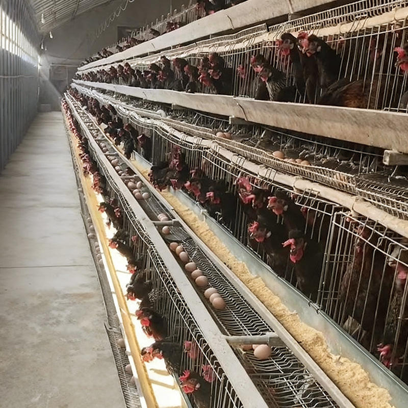 Factory Direct Heavy Duty Chicken Cage Chicken Layer Cage Mobile ...
