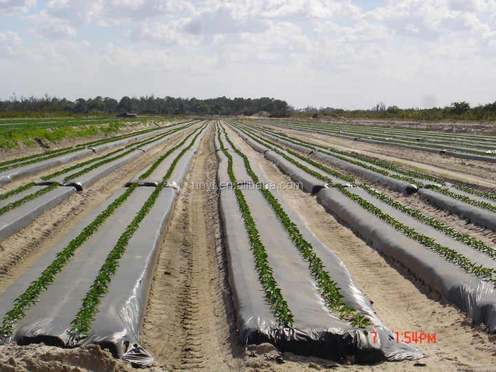 Mulching Biodegradable Agricultural Black Plastic Mulch Film for ...