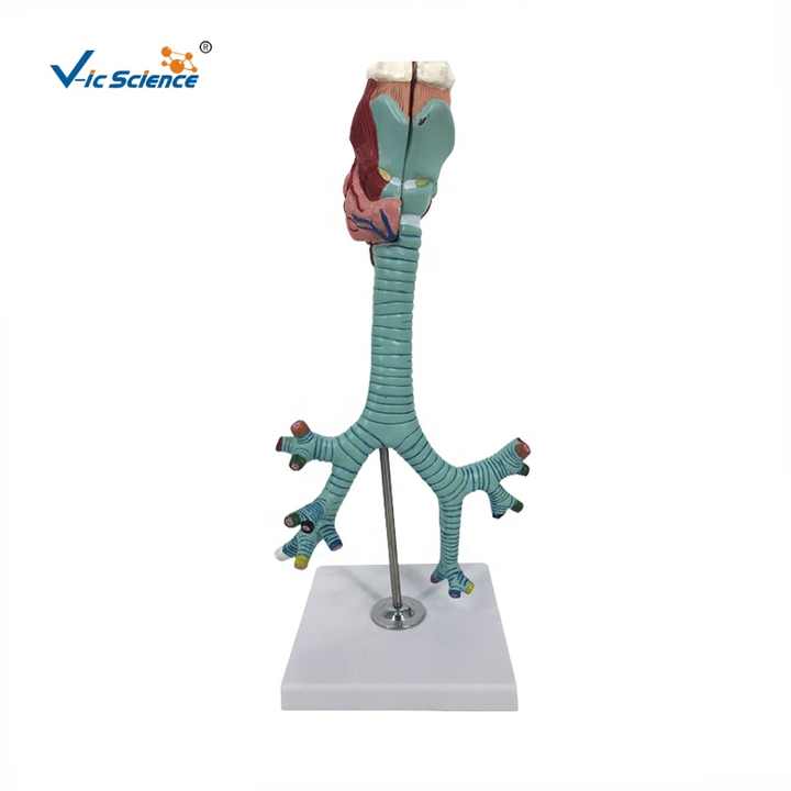 Trachea, and Bronchi Model anatomical muscle model whole lung ...