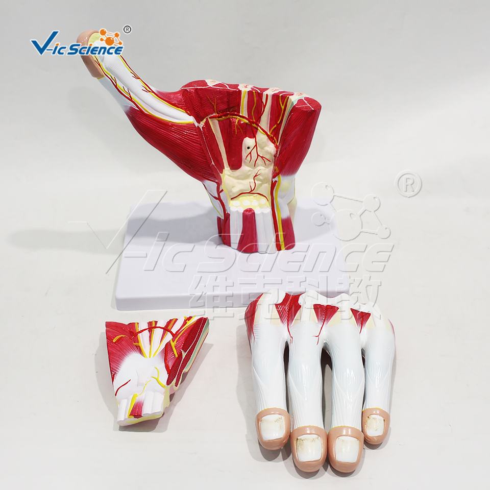 Enlarged Model of Palmar Anatomy Teaching Science Models Education ...