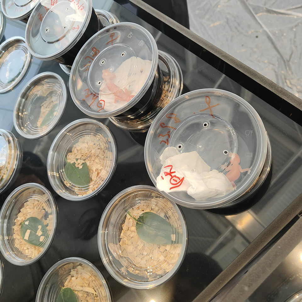 Wholesale PVC Locking Clear Pre-Punched Reptile Deli Cups