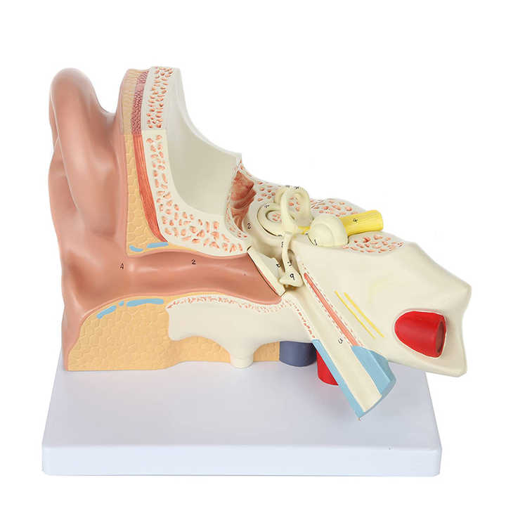 Kulak Modeli - Detailed Human Ear Anatomy for Medical Display