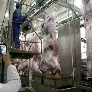 Find High-End Carcass Splitting Machine For All Business Types ...