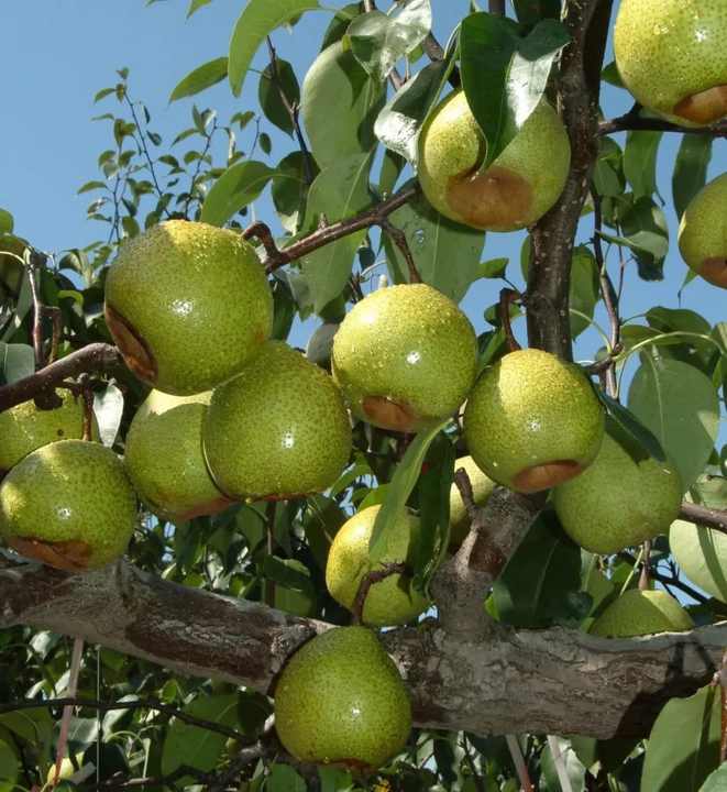 2025 Fresh Premium Pears From Dangshan Anhui-Large Fruit From ...