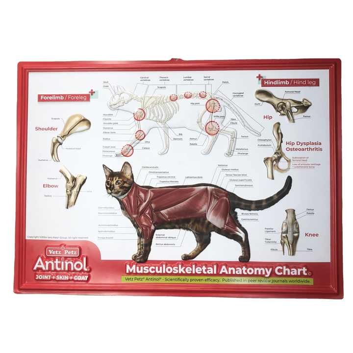3D Poster Wall Chart of Animal Anatomy for Teaching Medical Poster ...