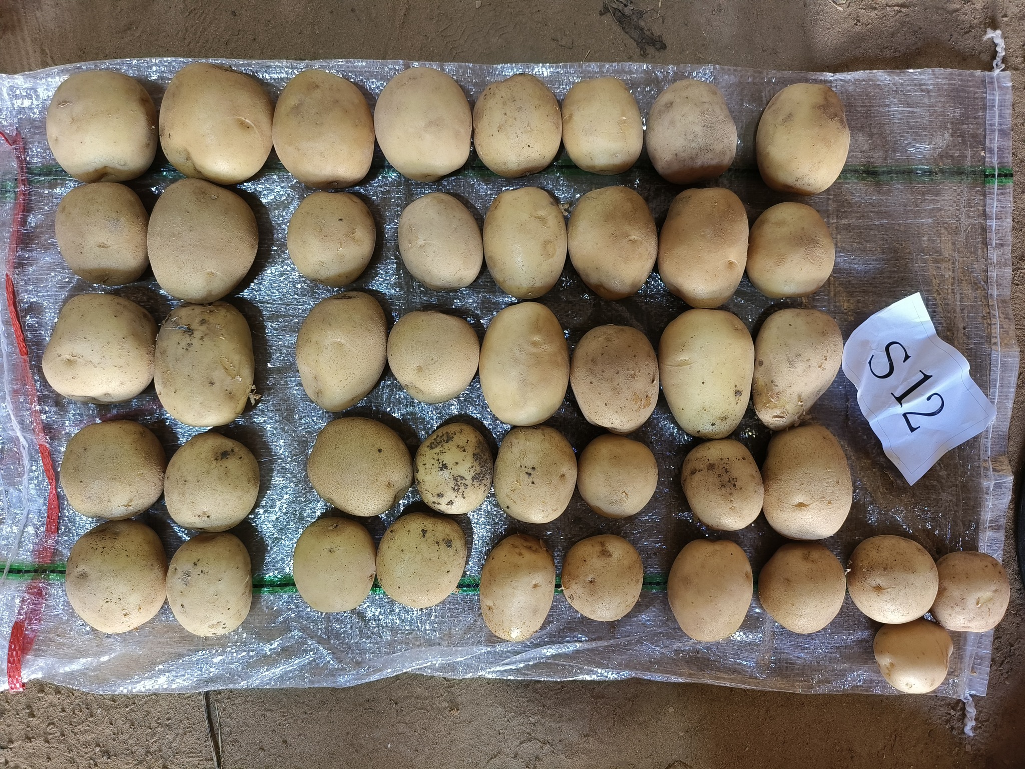 Premium Quality Fresh Potatoes for Bulk Purchase - Ideal for china 2026 ...