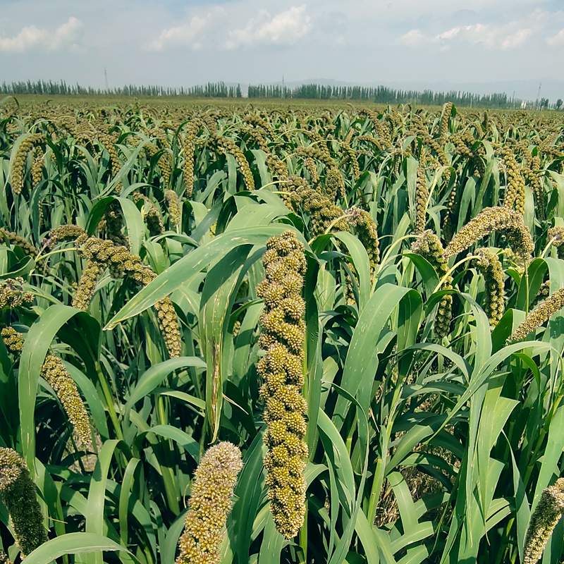 How to Choose the Best Spray Millet for Your Needs: A Complete Buying Guide