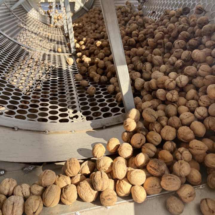 Fresh Walnuts in Shell Washed and Unwashed Options Available Along with Walnut Kernels| Alibaba.com