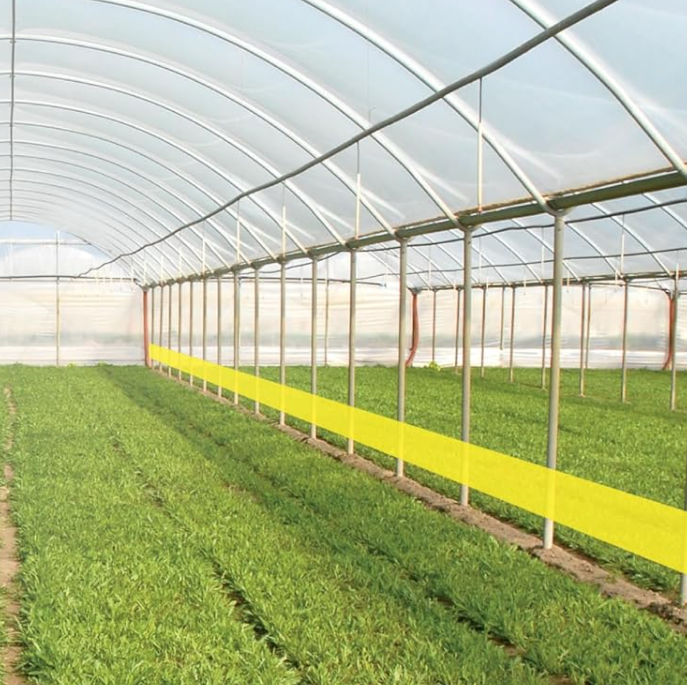Fruit Tree Tape Insect Control Yellow and Blue Belt Greenhouses Yellow ...