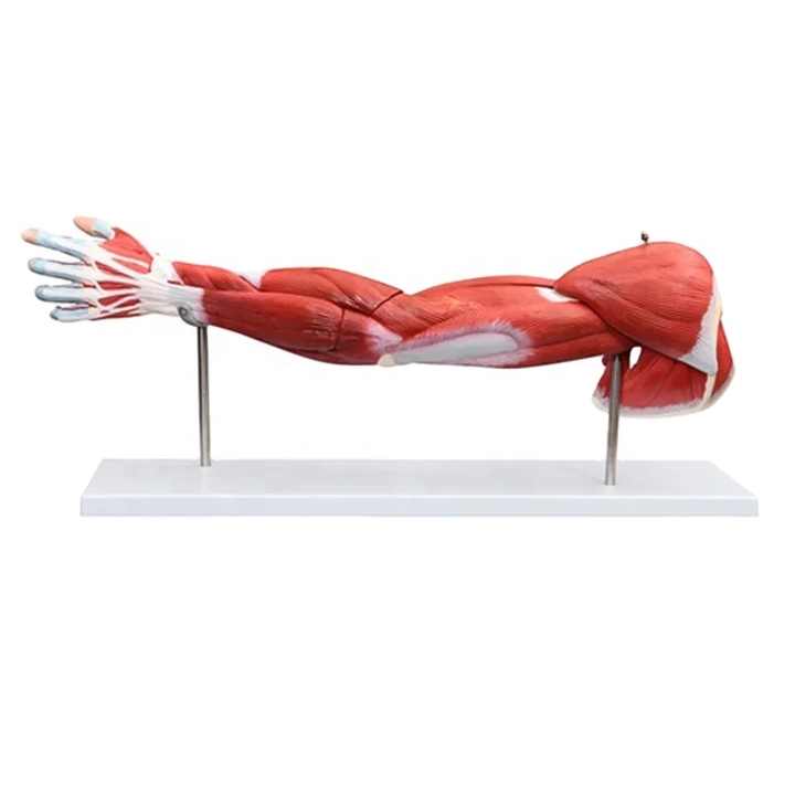 DARHMMY 7-Part Human Upper Limb Muscle Model for Anatomy Teaching ODM