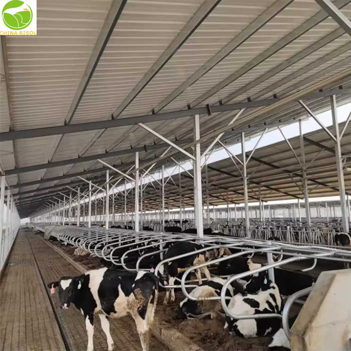Dairy Cattle Housing Design Hot Dip Galvanized Cow Free Stall Cattle ...