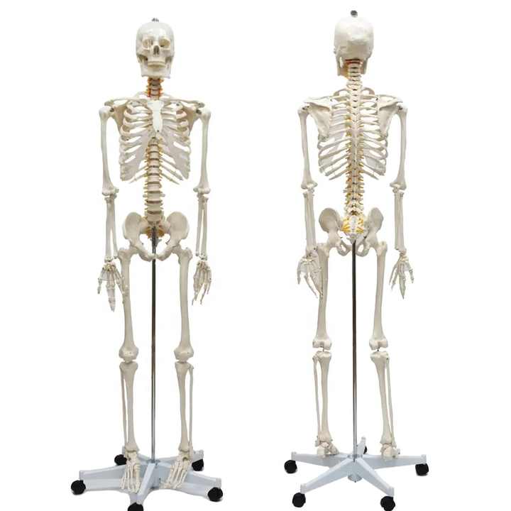 Human Skeleton Model 180cm Life Size Anatomical Model & OEM/ODM Available
