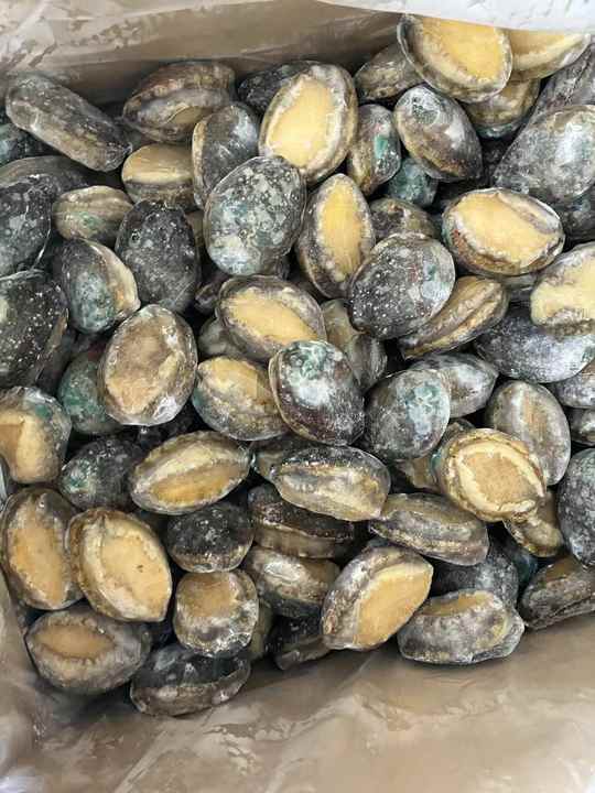 Natural and Healthy Frozen Fresh Abalone in Shell with Multiple Sizes ...