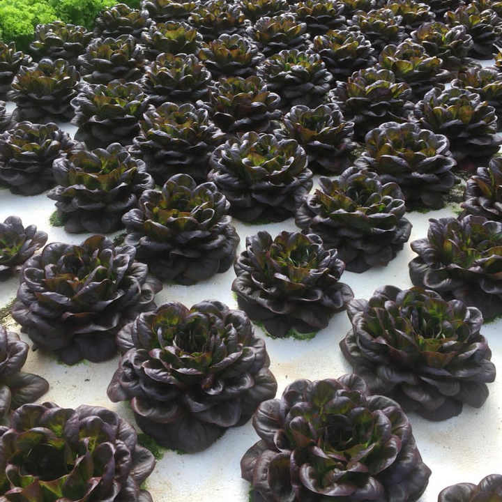 Floating Farming Raft House Equipment for DWC Planting