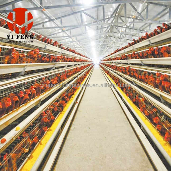 Chicken Layer Cage for Layers Poultry Farming Layers Cage 1000 Chickens ...