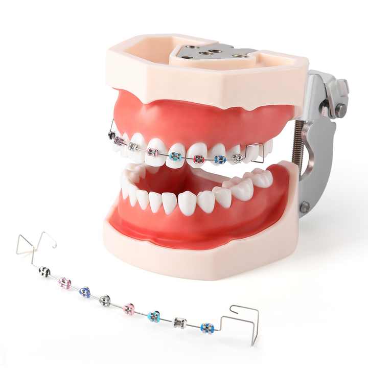 Dental Orthodontic Pre-Ligature Bracket Decoration for Practice Props ...