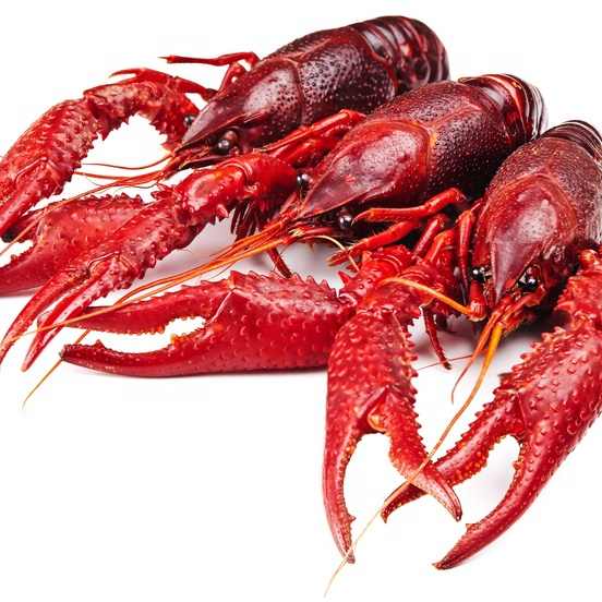 Tasty Frozen Boiled Spicy Crayfish - High Quality & Price