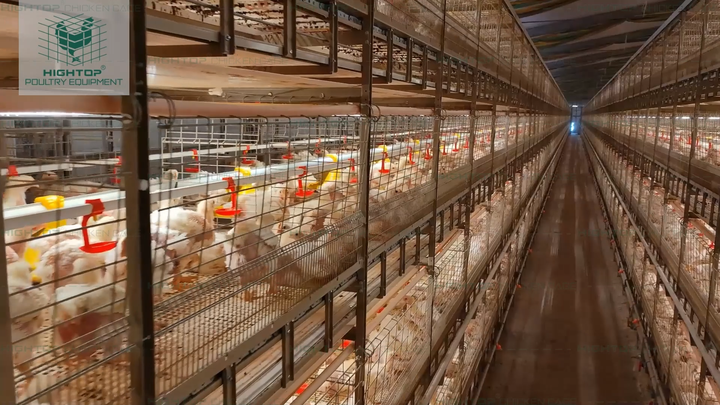Fully Automatic Harvesting Poultry Farming Chicken Coop Automated ...