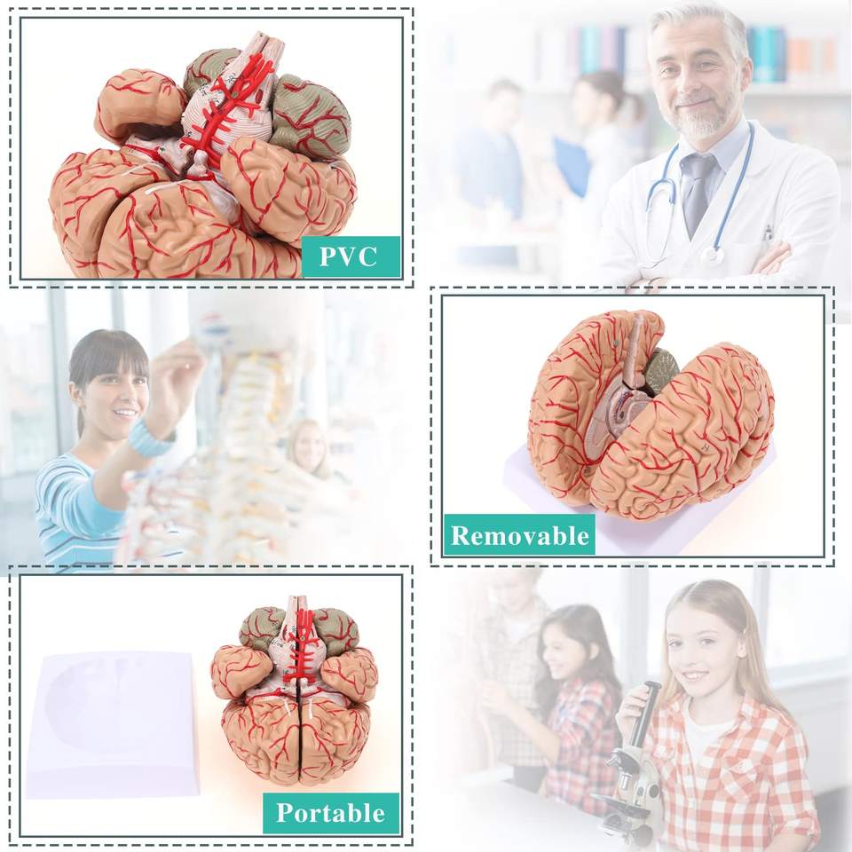 Human Brain Model 8-Part Model Anatomically Accurate Brain Human Brain ...