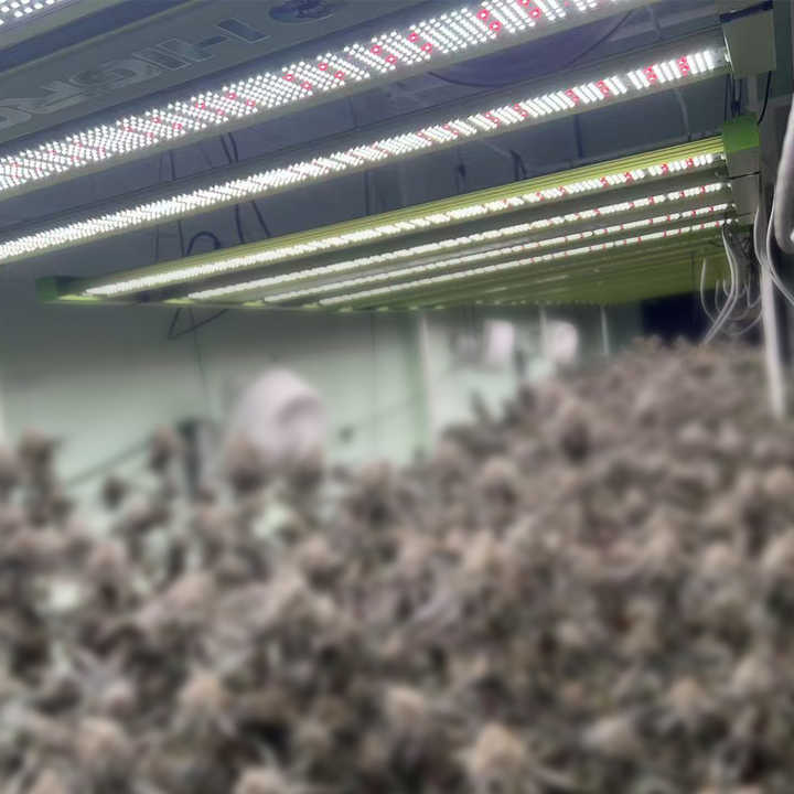 LM301H EVO 1200W LED Grow Lights Full Spectrum High PPFD 301b Samsung ...