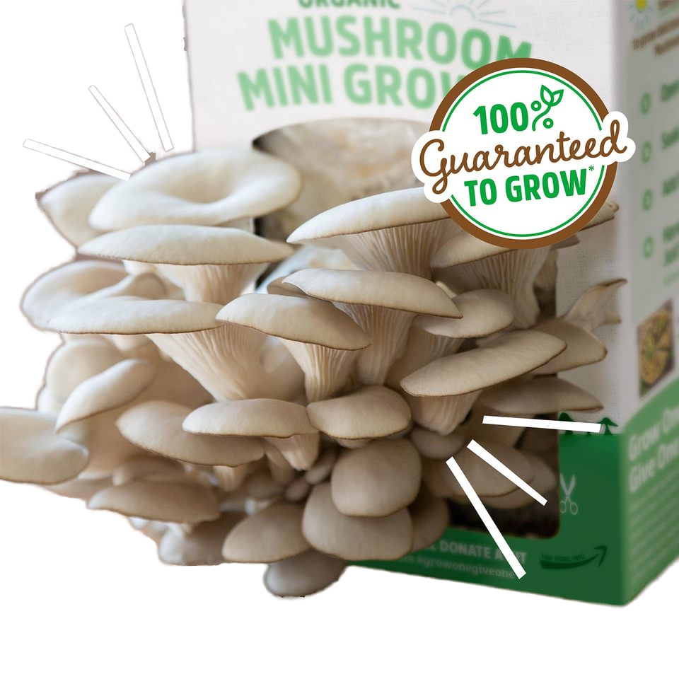 How to Choose the Best Growing Container for Button Mushrooms