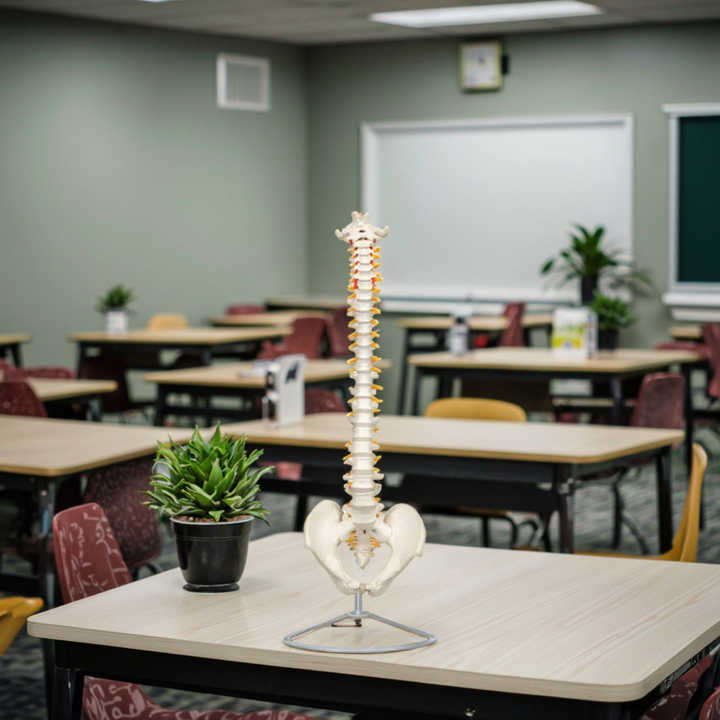 Flexible Plastic Pelvis and Vertebral Column Model Human Spine Skeletal ...