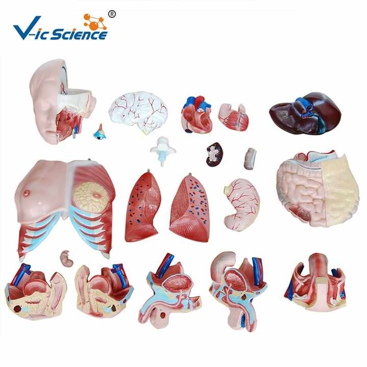 Medical Science Human Body Torso Model - Anatomical Demonstration