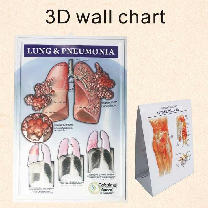 3D Embossed Medical Wall Chart, 3D Poster Made of PVC, Measures 50 X ...