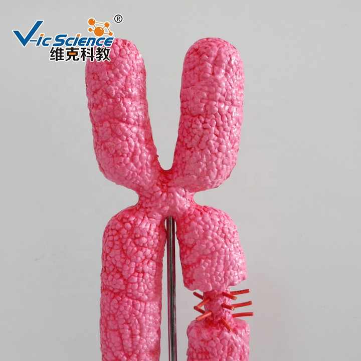 Biology Chromosome Model - Educational Medical Aid