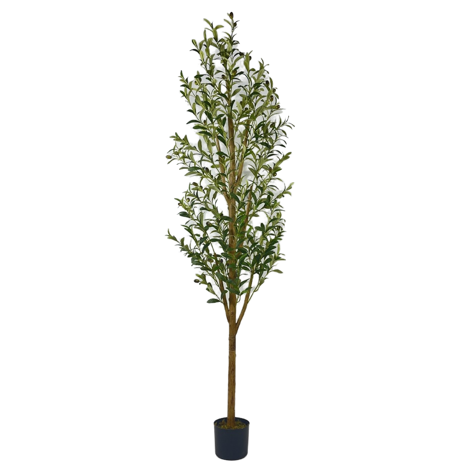 How to Choose the Best Tall Shady Lady Black Olive Tree for Your Space