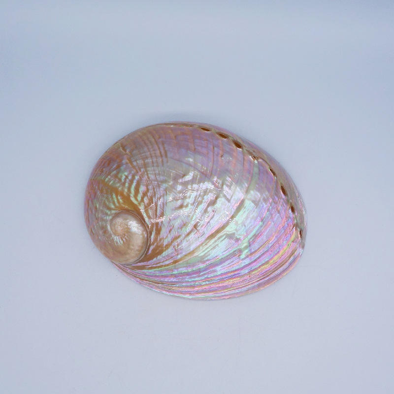 Hot Sale Exquisite Polished Abalone Shell Natural Crafts Seashell From ...