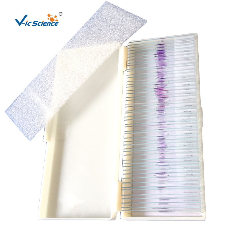 The Laboratory of Medical University Prepared Microscopic Human ...