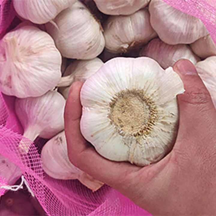 Shandong China Good Garlic 2025 New Crop Garlic Free Samples| Alibaba.com