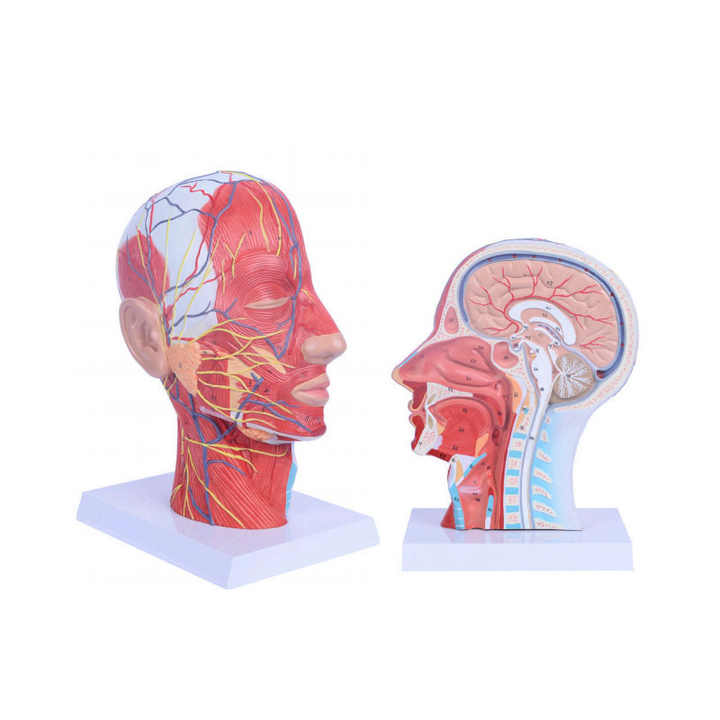Medical Science Human Half Head Superficial Neurovascular Model with ...