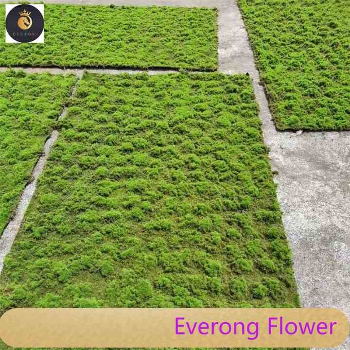 High Quality Artificial Moss Wall Panel Art for Outdoor
