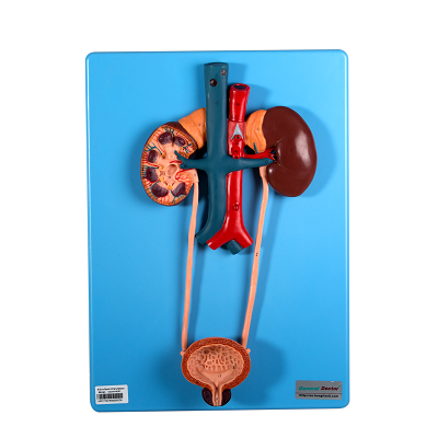 General Doctor Kidney Ureter Bladder Section Model