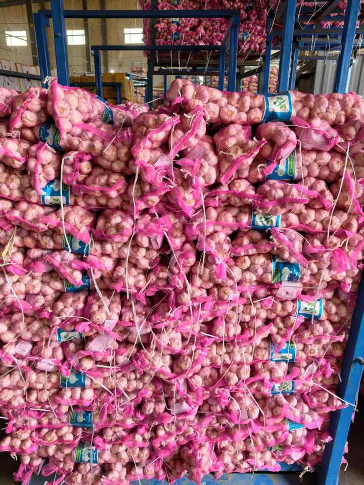 Fresh Garlic New Crop Normal White and Pure White Supply From China ...